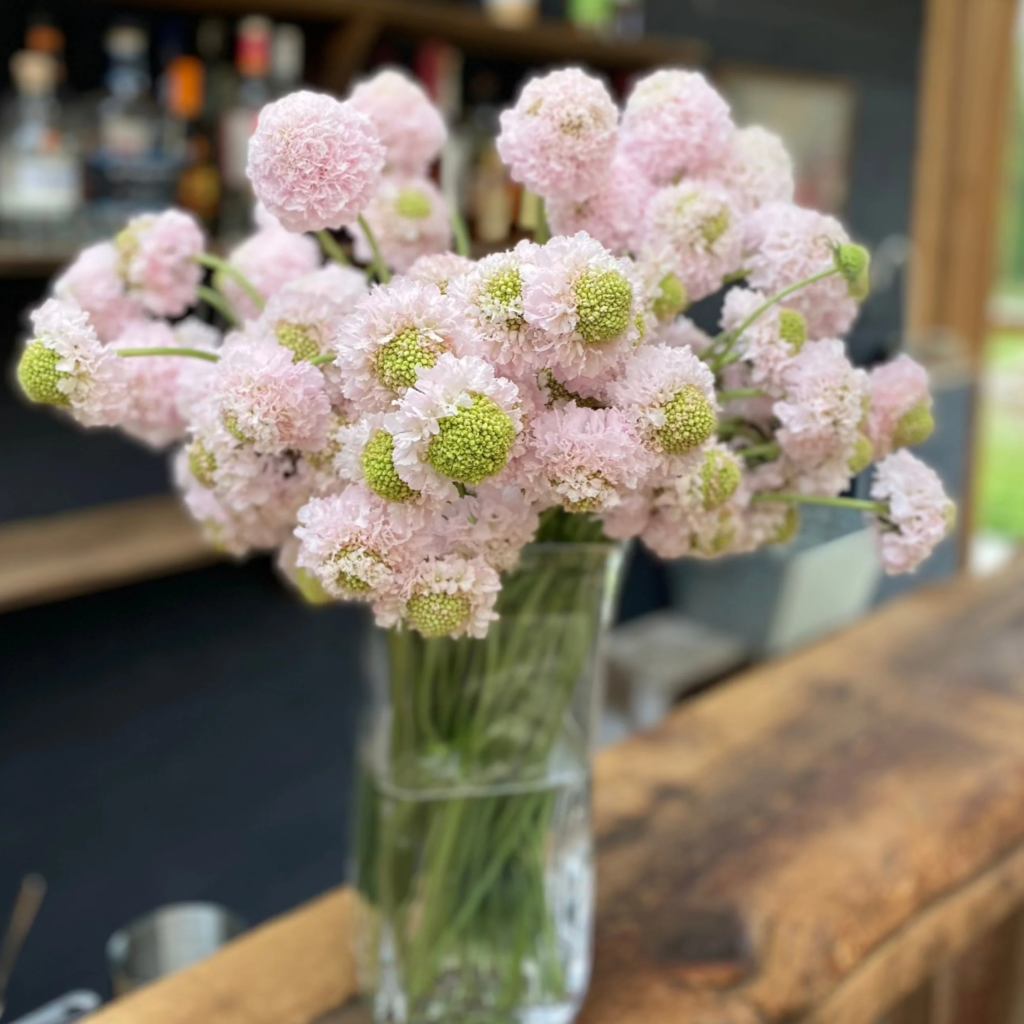 Scabiosa - Van VLIET Flower Group