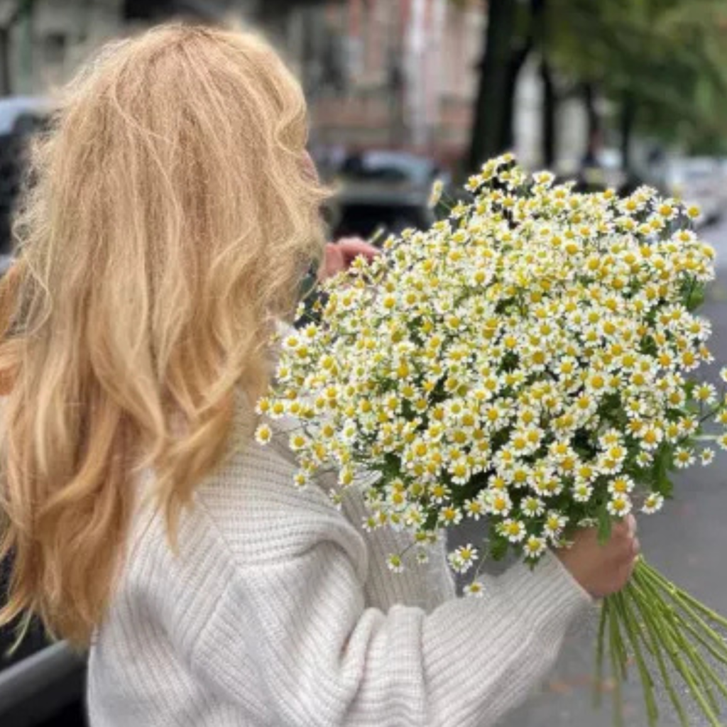 Tanacetum - Van VLIET Flower Group